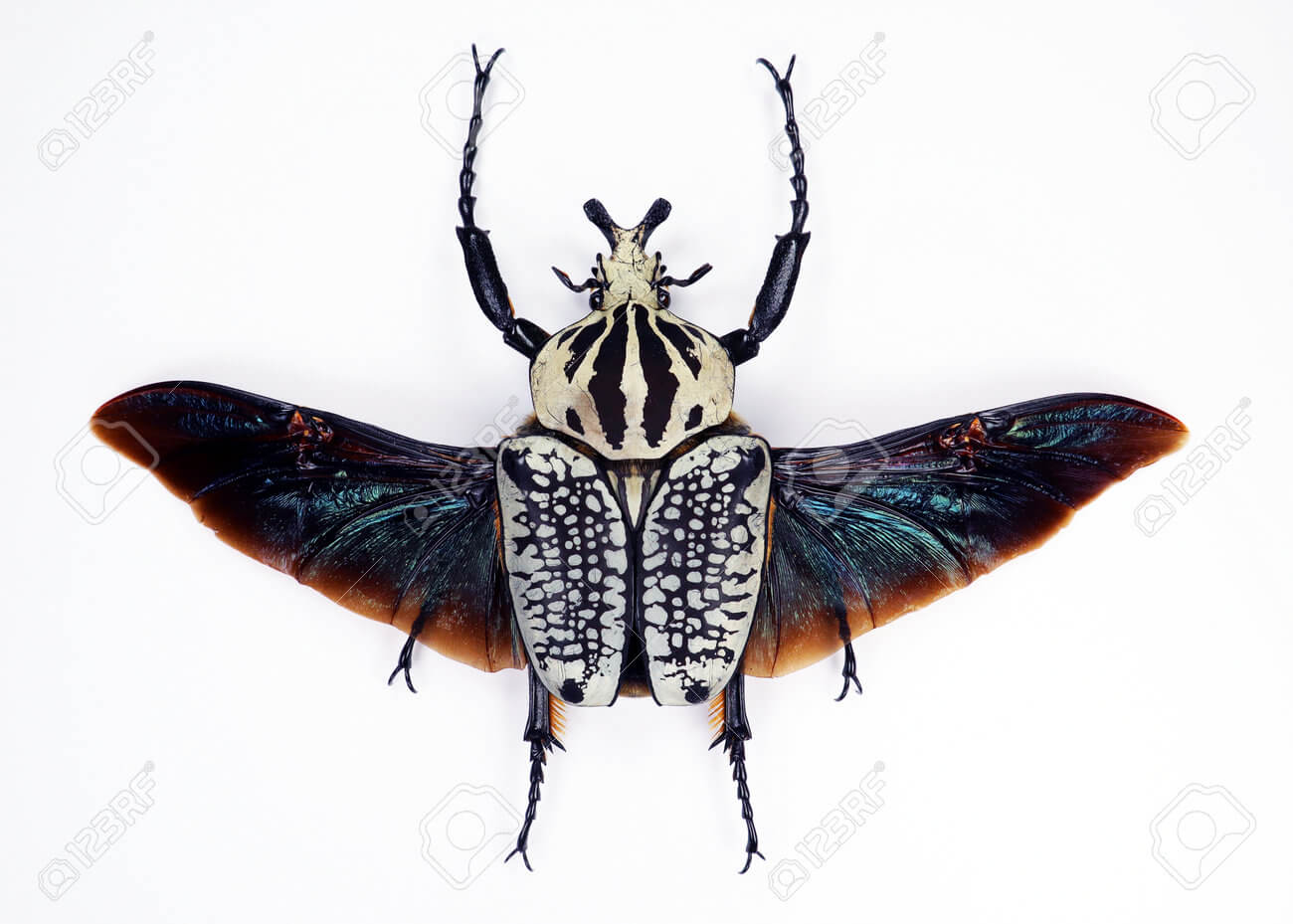 Arthropoda | Tiendas, Productos, Información y Servicios sobre los insectos